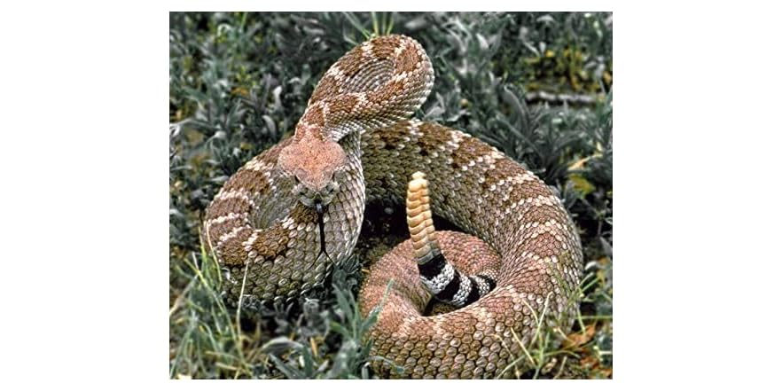 TurtleSkin SnakeArmor Gaiters, Regular