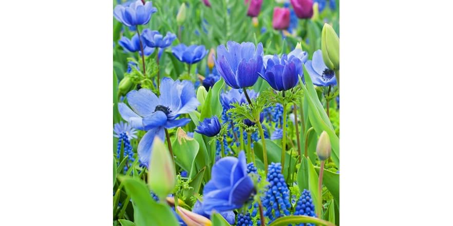 Blue Garden Collection (40-Pack)