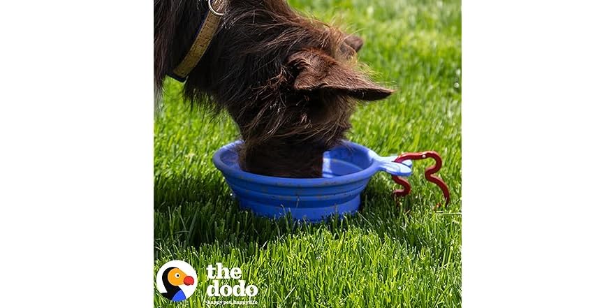 The Dodo Collapsible Travel Dog Bowl