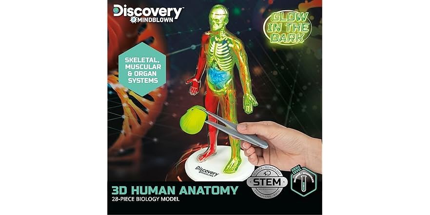 Discovery 3D Human Anatomy 28-Piece Biology Model