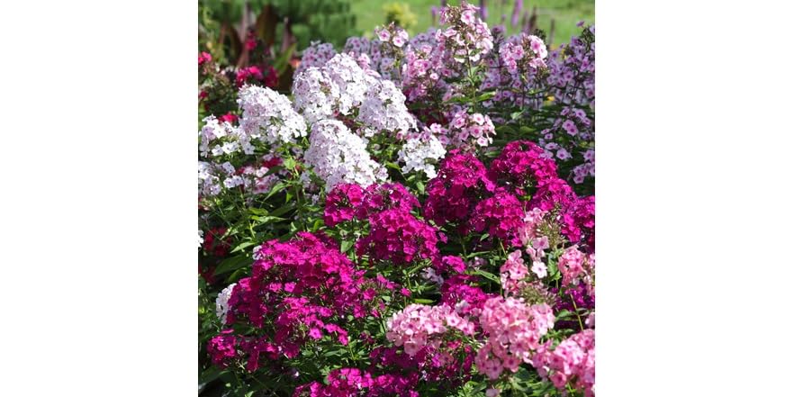 Double Phlox-3 Bare Roots