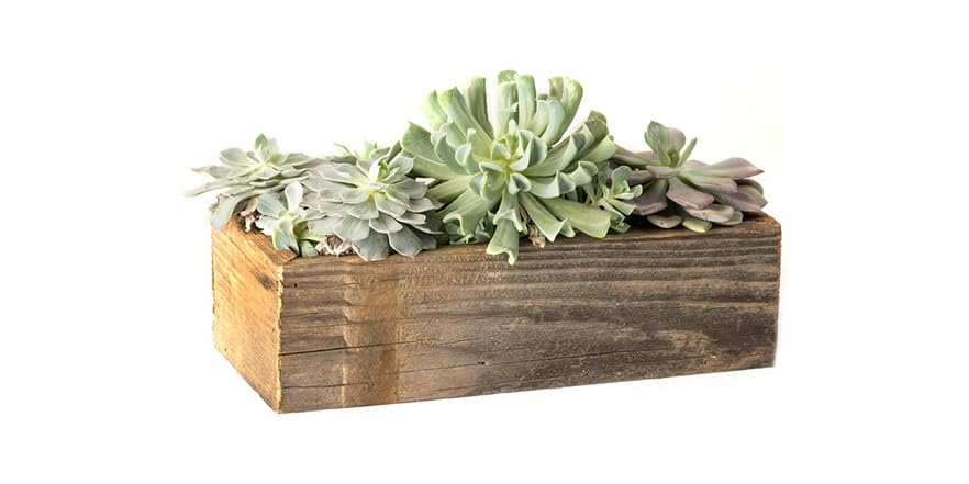 Succulent Trio in Trough