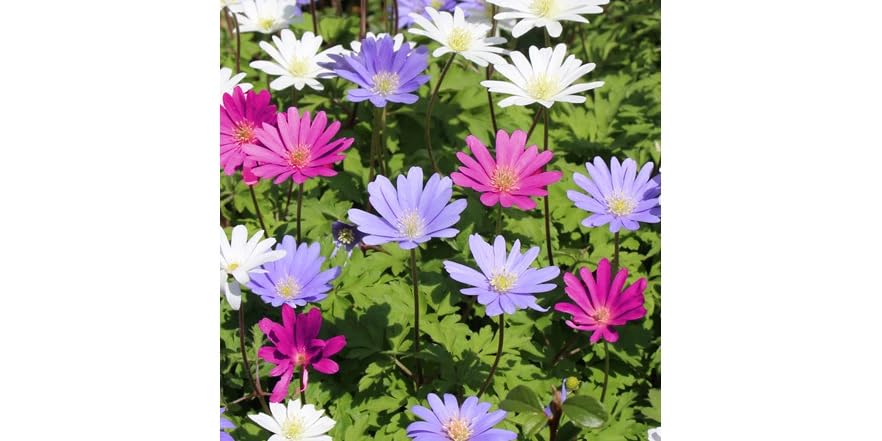 Mixed Anemone Blanda 45-Bulbs