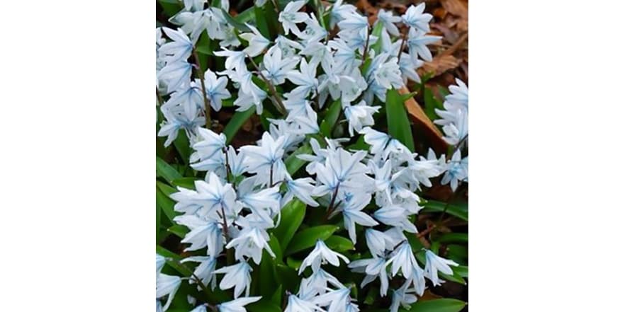 Rock Garden Collection (55-Bulbs)