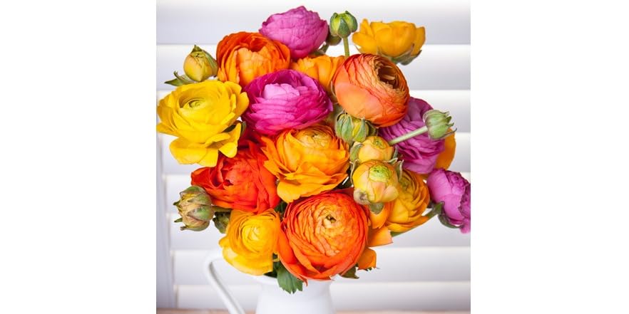 Double Buttercup Ranunculus (15 Bulbs)