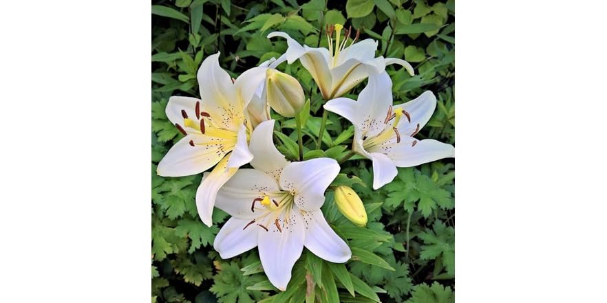 Touch of Eco Giant Tree Lily Flower Bulb