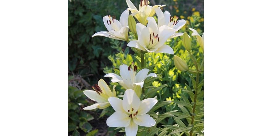 Touch of Eco Giant Tree Lily Flower Bulb