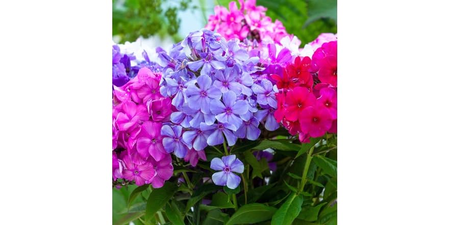 Double Phlox-3 Bare Roots