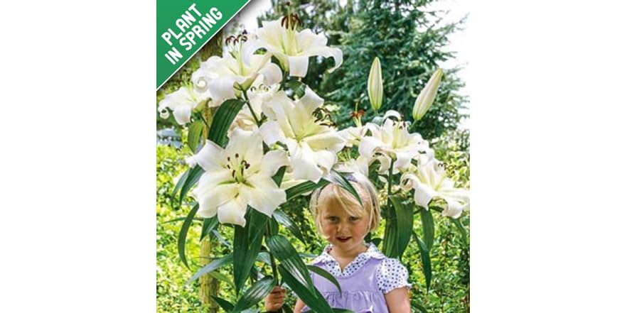 Giant Tree Lily Flower Bulbs