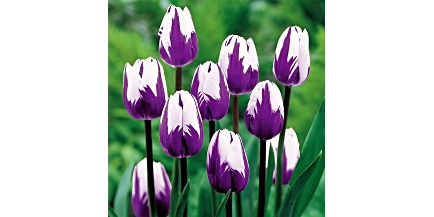 Blueberry Ripple Tulips (25 Bulbs)