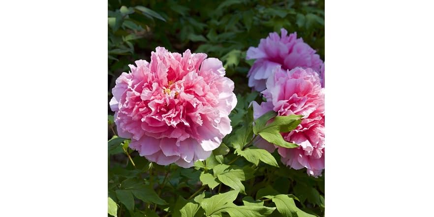 Mixed Princess Peonies Bare Root Plants