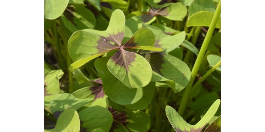 Iron Cross Oxalis Flower Bulbs