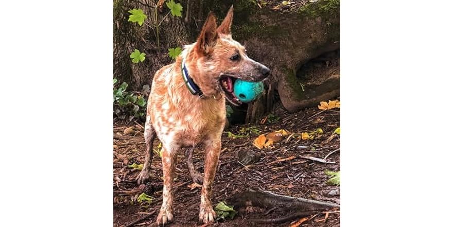 Chew King Rubber Fetch Balls, 3" Large
