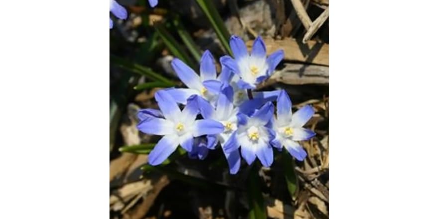 Rock Garden Collection (55-Bulbs)