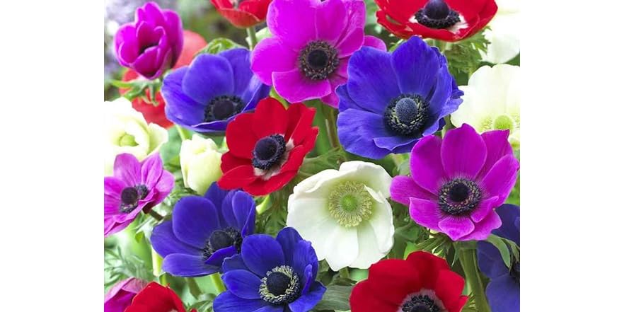 Anemone De Caen Flower Bulbs