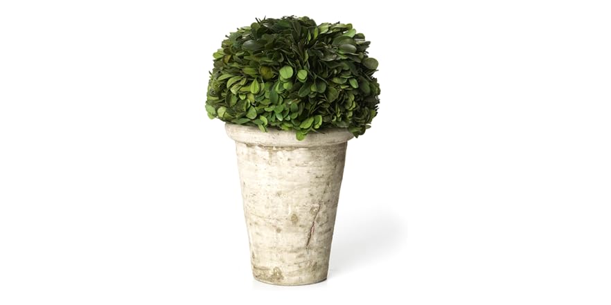 9 or 11" Preserved Boxwood Globe Topiary