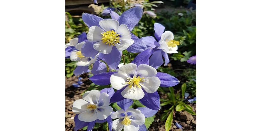 Mixed Columbine Flower Bulbs