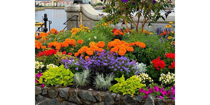 Gardening4Less 55 Pack: Rock Garden Flower Bulb Mixed Collection