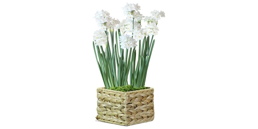 Holiday Paperwhite Flower Bulb Gift Basket