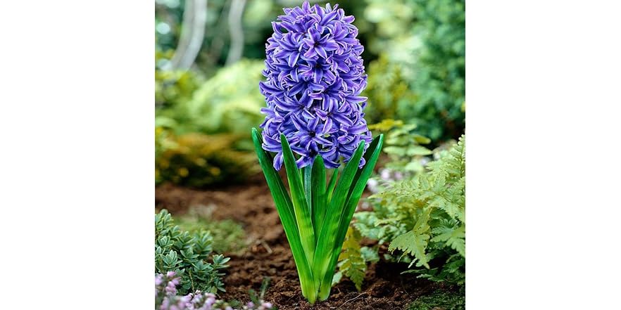 Blue Tango Double Hyacinths (20 Bulbs)