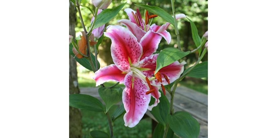 Giant Stargazer Lily - 12 Bulbs