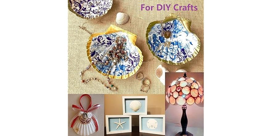 QICQDRAM Large Scallop Shells for Crafts