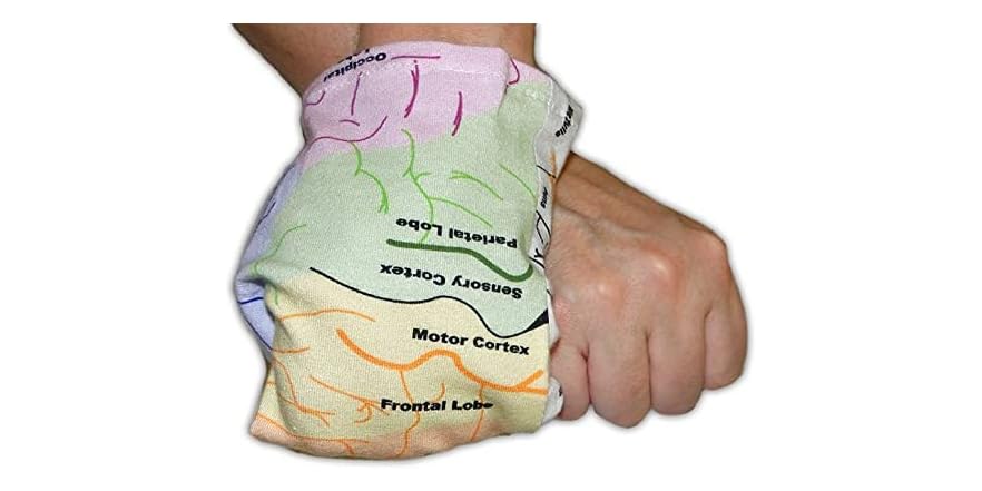 Handy Brain Model B-1.2 (Adult Medium)