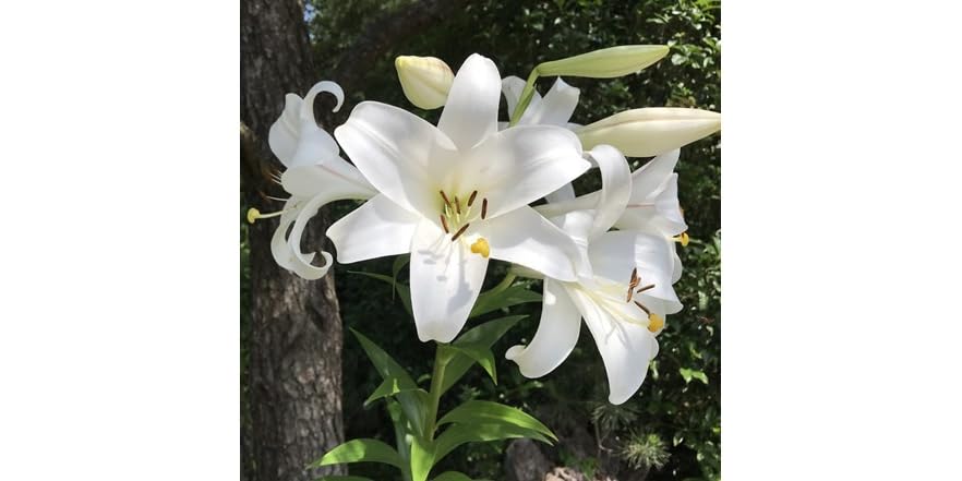 Giant Tree Lily Flowers- 6 Bulbs