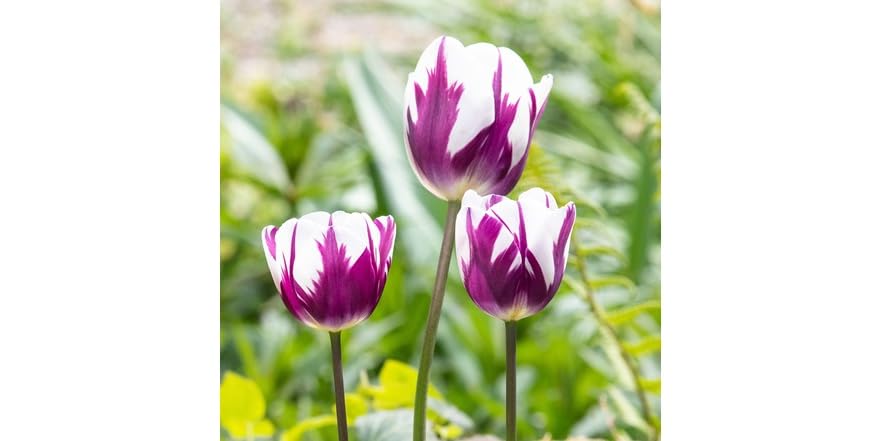 Blueberry Ripple Tulips (20-Bulbs)