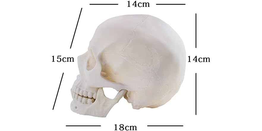 Realistic Human Skull Head Bone Model