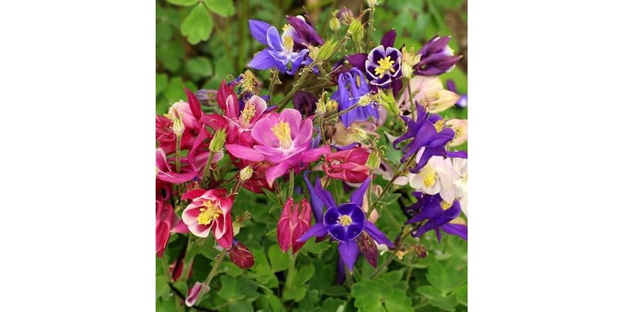 Mixed Columbine Flower Bulbs