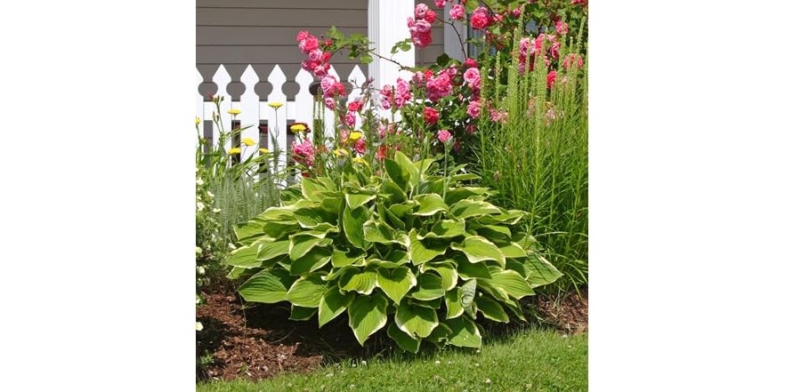 Heart Shaped Hosta - 9-Bare Roots