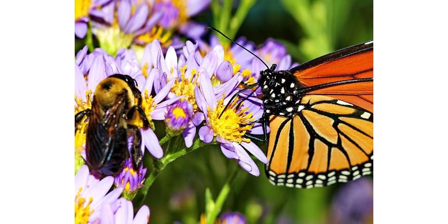 Bees & Butterflies Flower Seed Mat