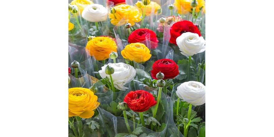 Mixed Persian Buttercups (30-Pack)