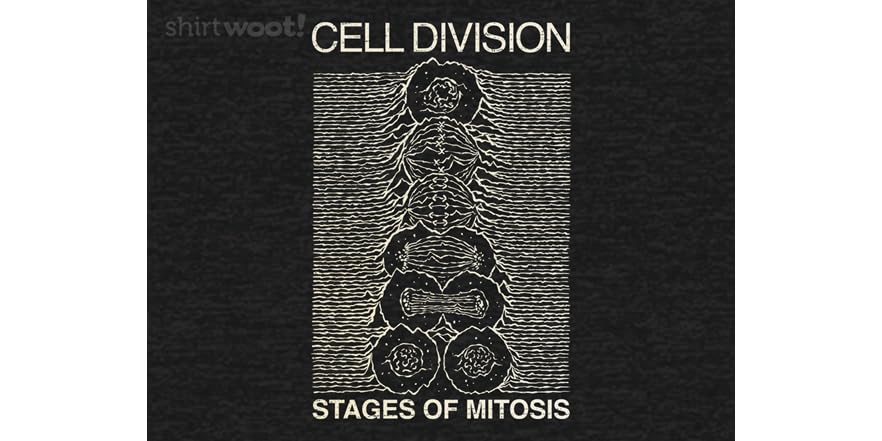 Cell Division- Stages of Mitosis