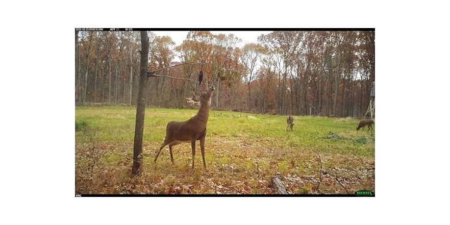 Wildlife Research Center Active-Branch Mock Scrape Kit