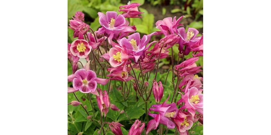 Mixed Columbine Flower Bulbs