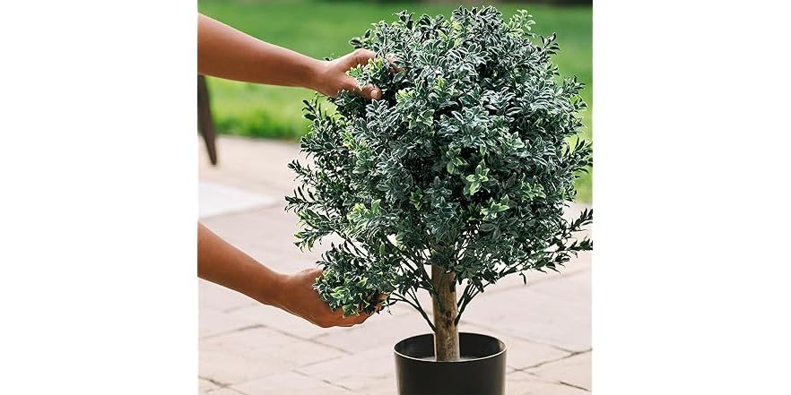 BOTARO TRESIL Set of 2 - Pre-Potted 24"