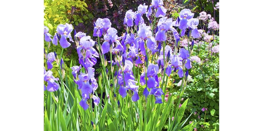 Dutch Iris Mix Flower Bulbs
