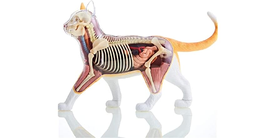 Orange Tabby Cat Skeleton Model Kit