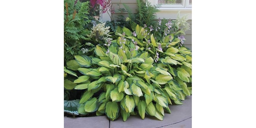 Heart Shaped Hosta - 12-Bare Roots