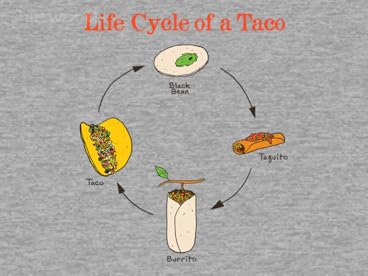 Life Cycle of a Taco