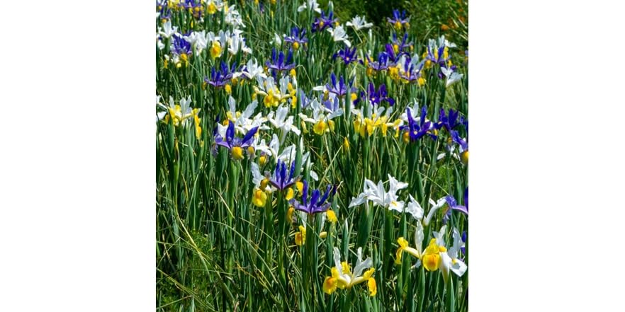 Dutch Iris Mix Flowers - 45, 90 or 180 Bulbs