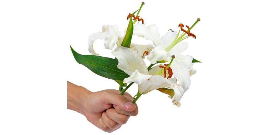 Giant Tree Lily Flower Bulbs