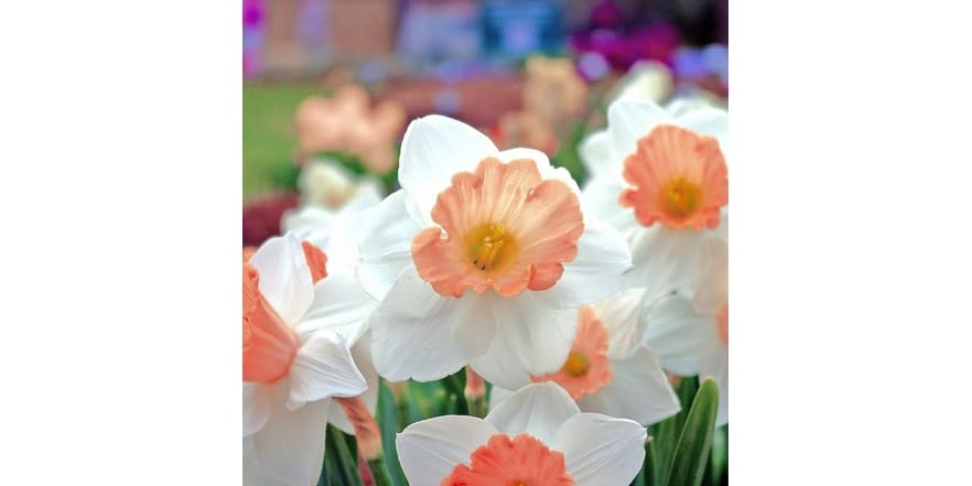 Pink Daffodils, 24-Bulbs