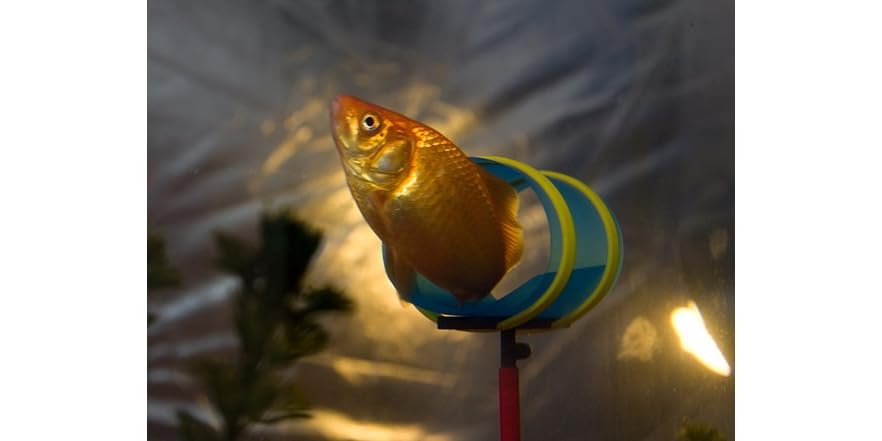 Fish School Training Kit