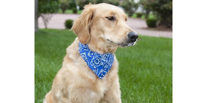 Bandana Collar