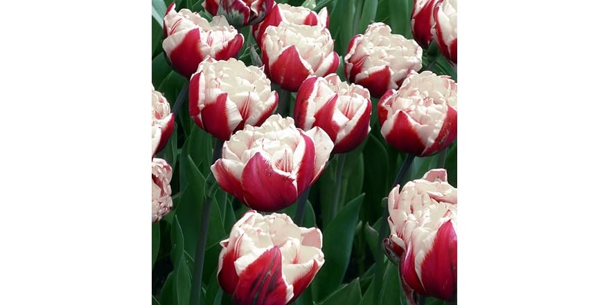 Tulipa Double late Ice Cream (6-Bulbs)