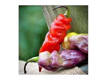 Yaki Blue Purple Ghost Pepper Hot Pepper