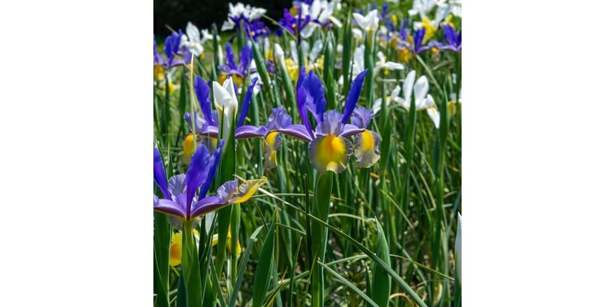 Dutch Iris Mix Flowers - 45, 90 or 180 Bulbs